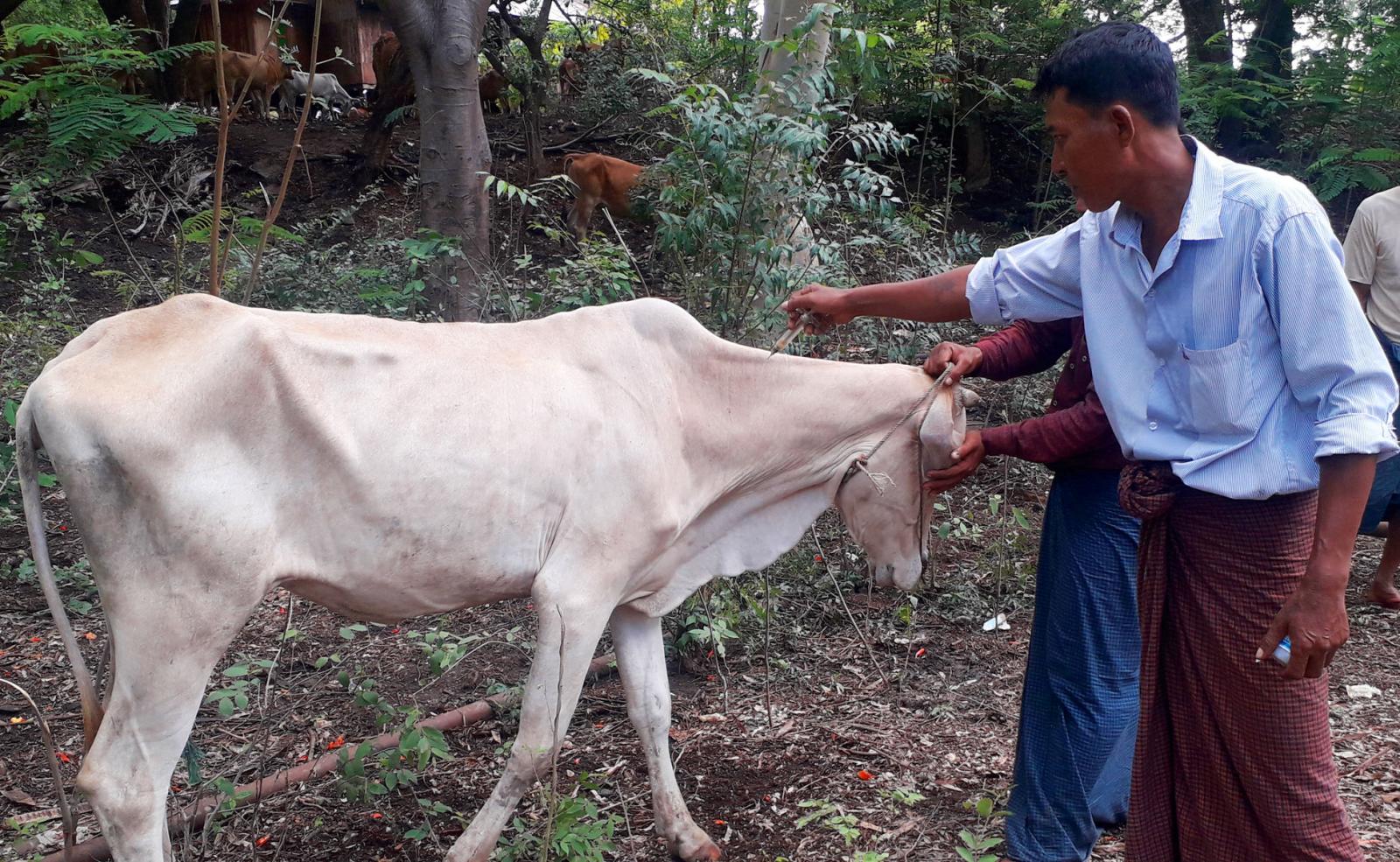မင်းဘူး စကု မြို့နယ်တွင် မြစ်ရေဝင်ရောက်မှုကြောင့် ပြောင်းရွှေ့လာသော က